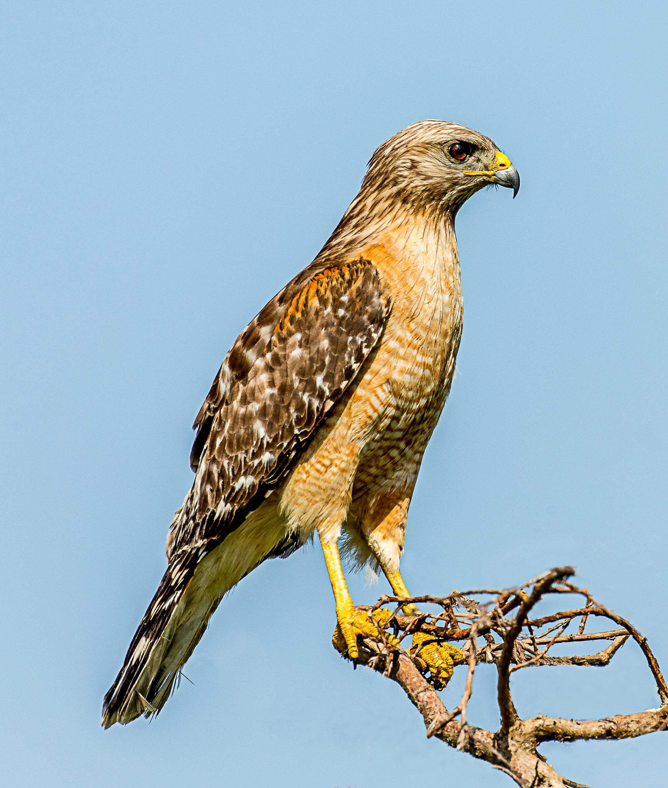 Perched Red Shouldered Hawk Glossy Poster Picture Photo Print Banner ...