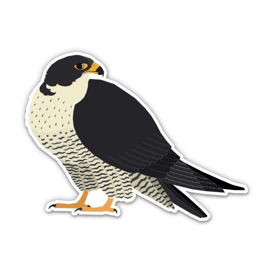 Peregrine Falcon Bid of Prey - 5" Vinyl Sticker - For Car Laptop I-Pad ...