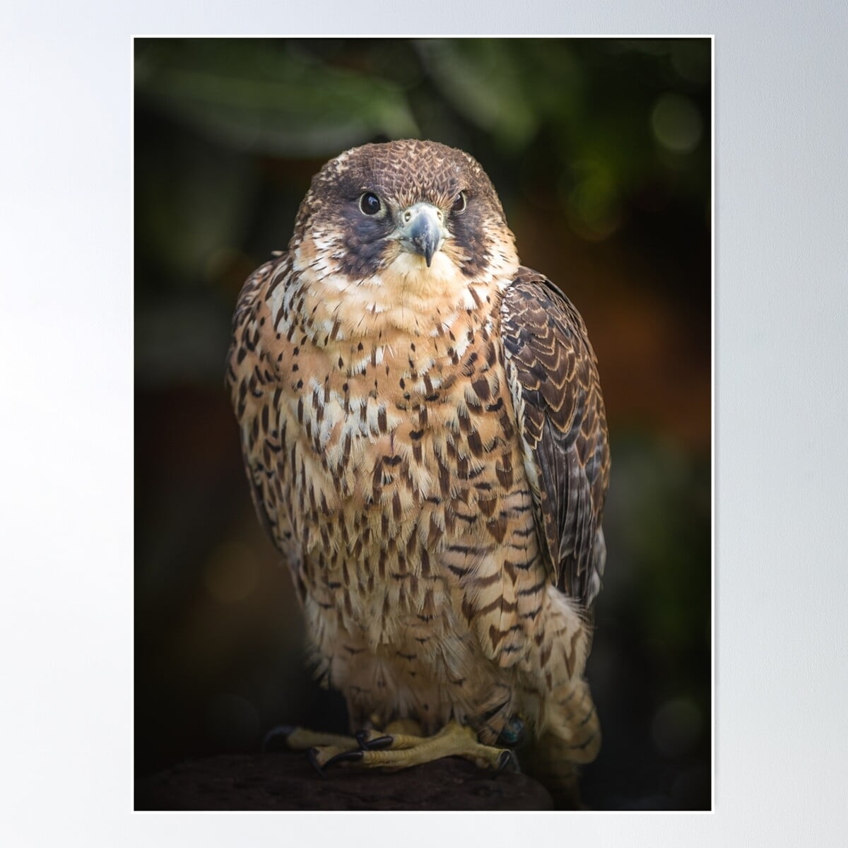 Peregrine Falcon Bird Of Prey Portrait Poster Wall Art, Modern Wall ...