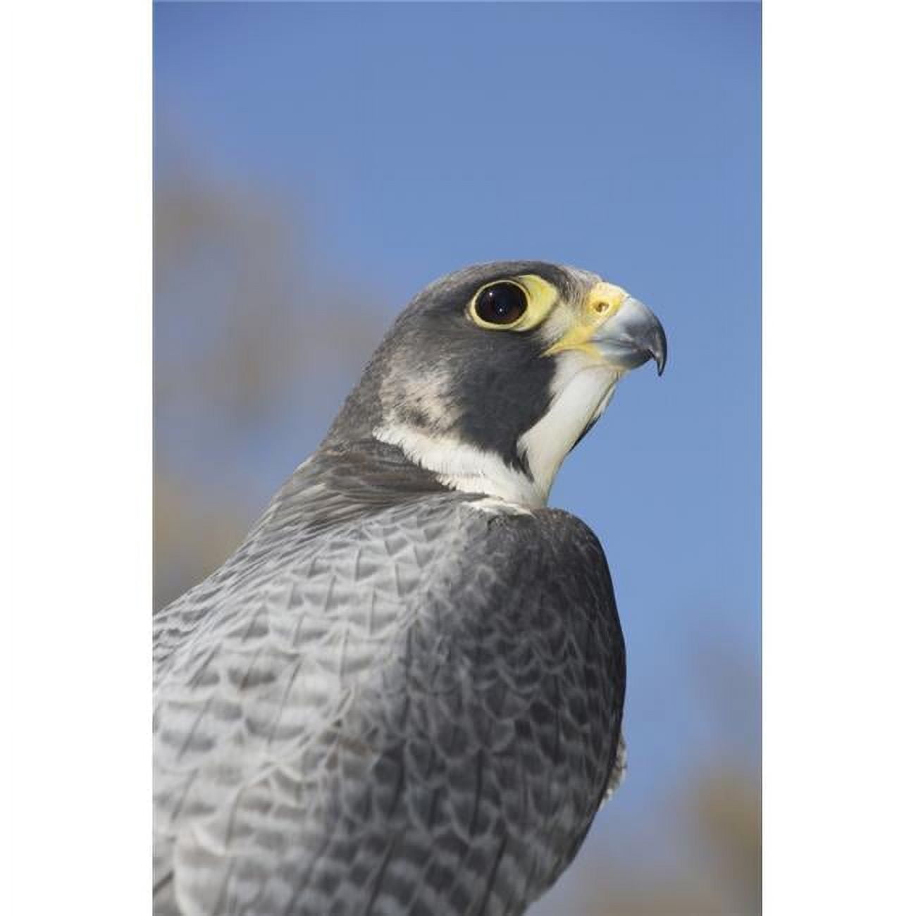 Peregrine Falcon - Connecticut USA Poster Print - 24 x 38 in. - Large ...