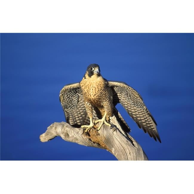 Peregrine Falcon On Perch Poster Print - Walmart.com