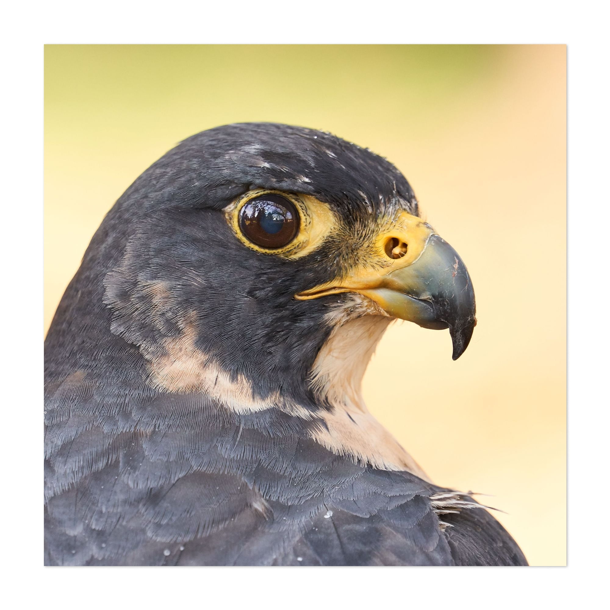 Peregrine Falcon - Photography Bird Wildlife Animal Portrait Nature ...