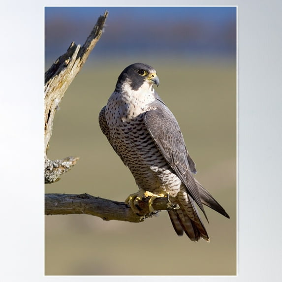 Peregrine Falcon Poster Wall Art, Modern Wall Decor For Living Room ...