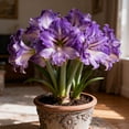 Perennial Amaryllis for Planting--Easy to Grow & Quick Sprouting Garden ...