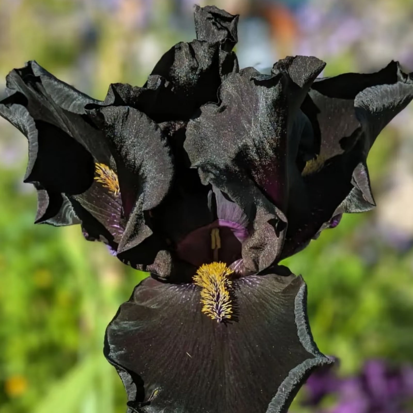 Perennial Bearded Black Iris Bulbs,Beautiful garden decoration ...