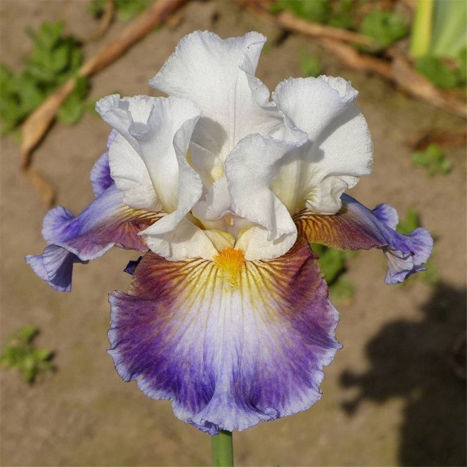 Perennial Bearded Iris for Planting Iris Garden Planting Pots to Grow ...