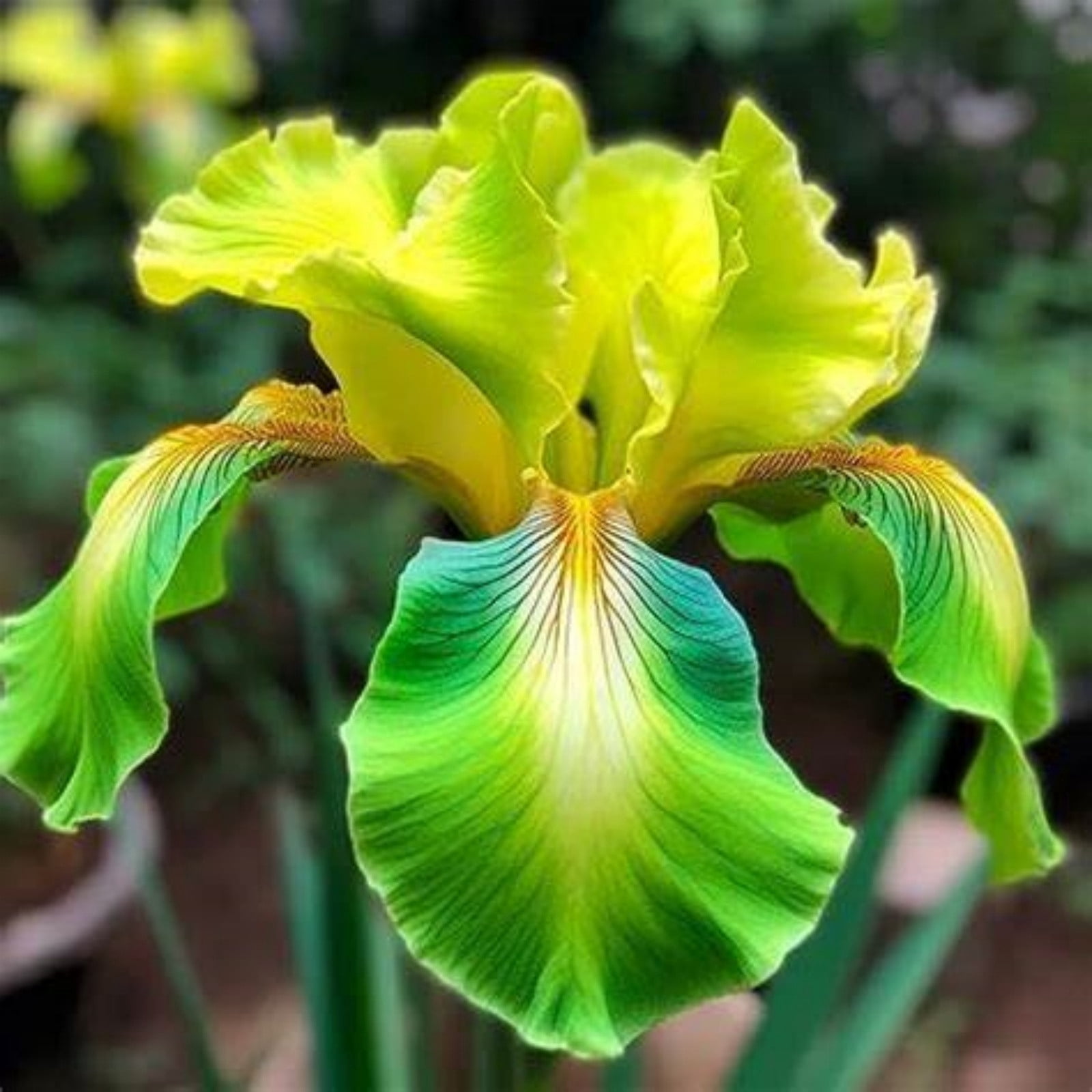 Perennial Bearded Iris for Planting Iris Garden Planting Pots to Grow ...