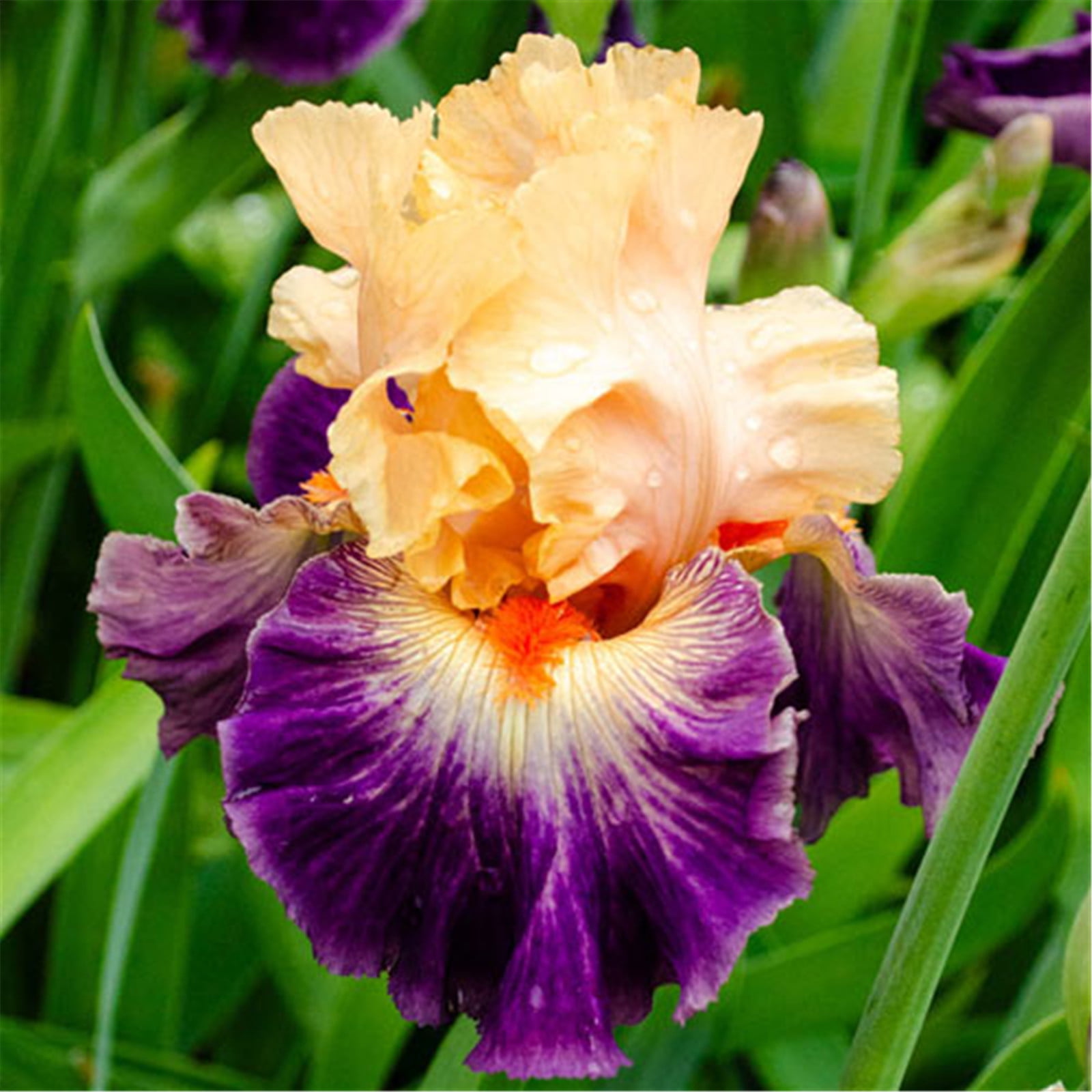 Perennial Bearded Iris for Planting Iris Garden Planting Pots to Grow ...