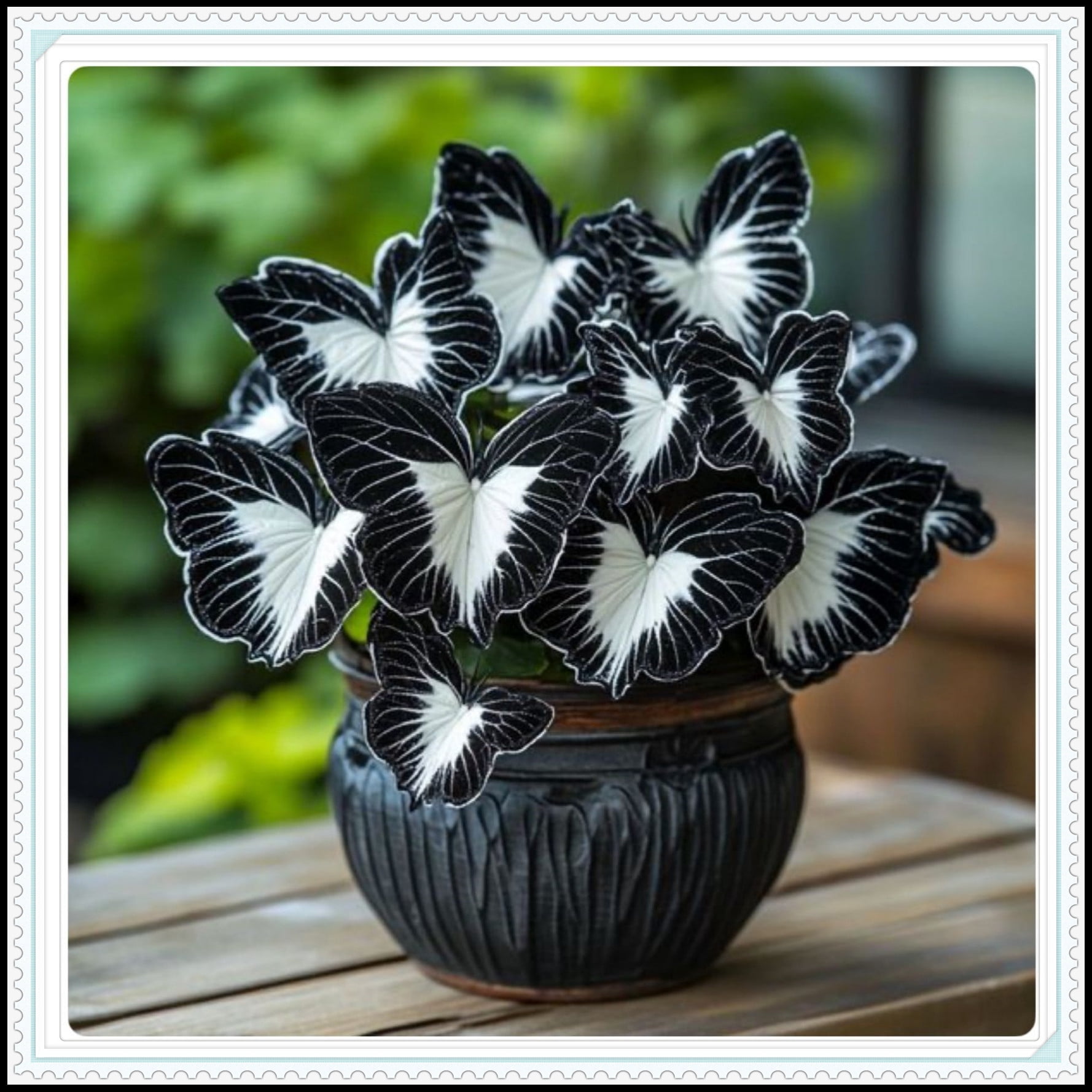 Perennial Butterfly Flower Hostas— Low-Maintenance-Spotted Hostas ...