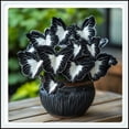 Perennial Butterfly Flower Hostas— Low-Maintenance-Spotted Hostas ...