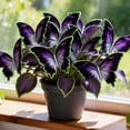 Perennial Butterfly Flower Hostas For Planting Beautify Environment ...