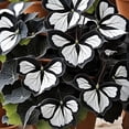 Perennial Butterfly Flower Hostas For Planting Beautify Environment ...