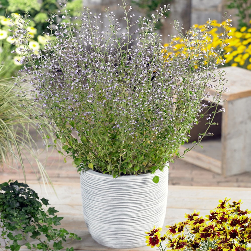 Perennial Calamintha Nepeta Blue Herb Garden Seeds - 100 Seeds ...