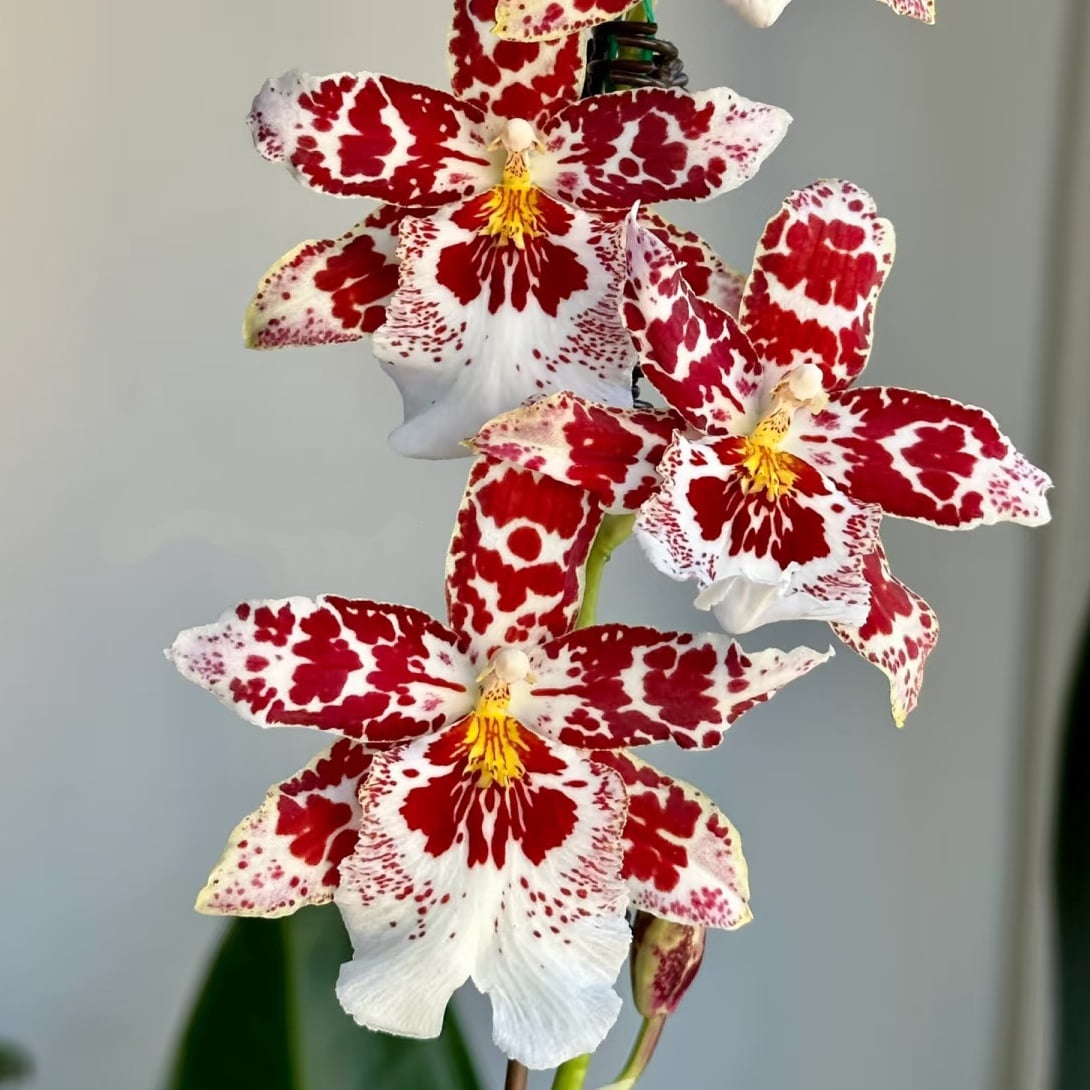 Perennial Cymbidium bulbs, rich colors, Rare planting, beautiful ...