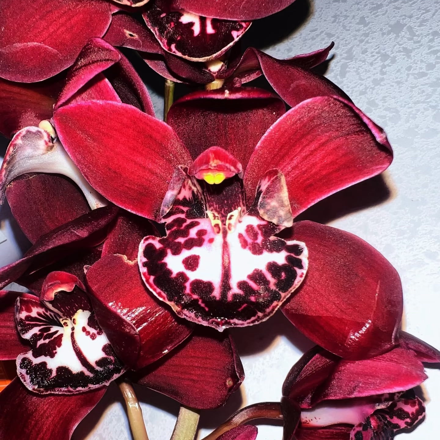 Perennial Cymbidium bulbs, rich colors, Rare planting, beautiful ...