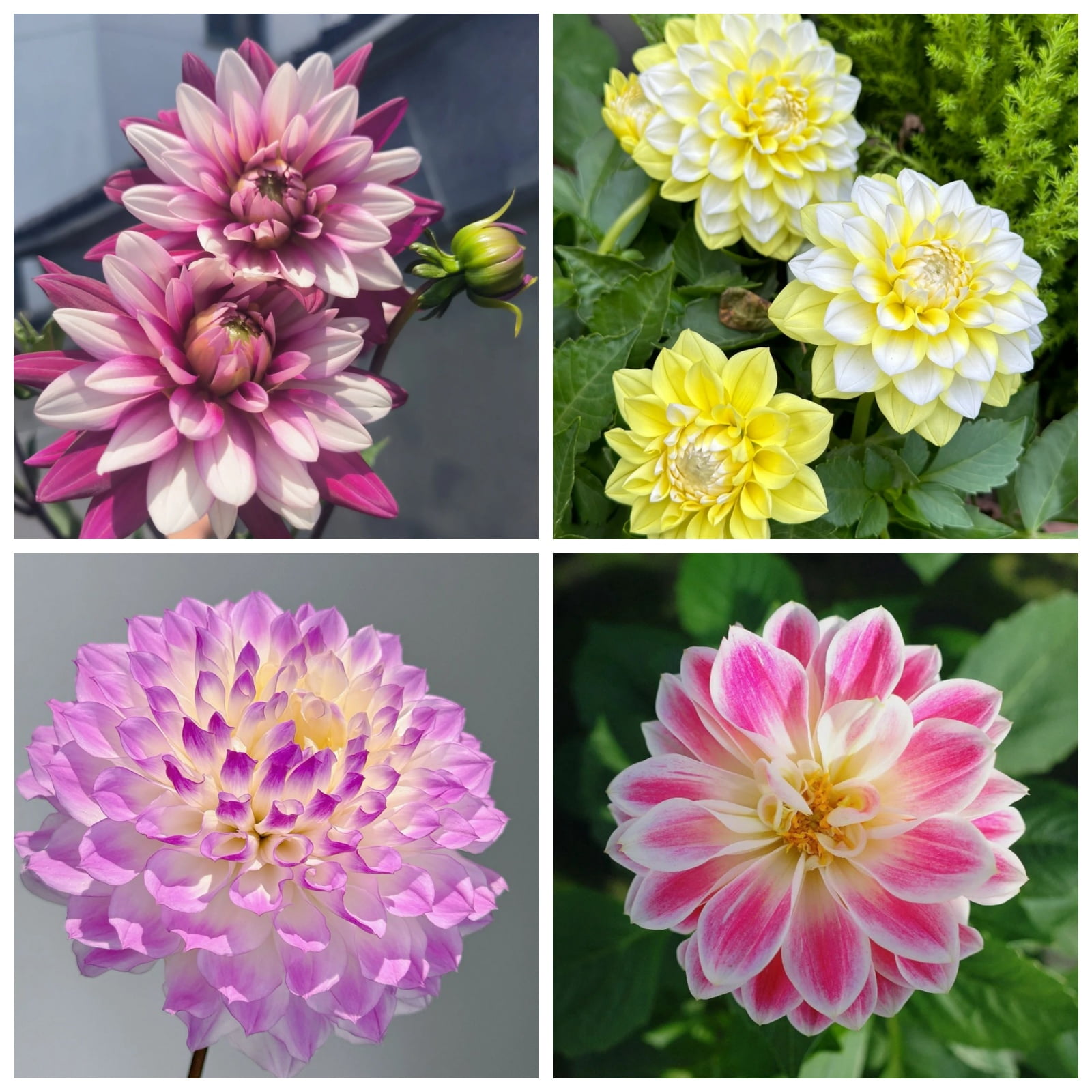 Perennial Dahlia-Bulbs-for-Spring Planting Style Garden Stake for ...