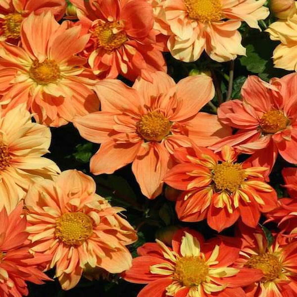 Perennial Dahlia Sunny Reggae Flower Seeds - 200 Seeds - Walmart.com