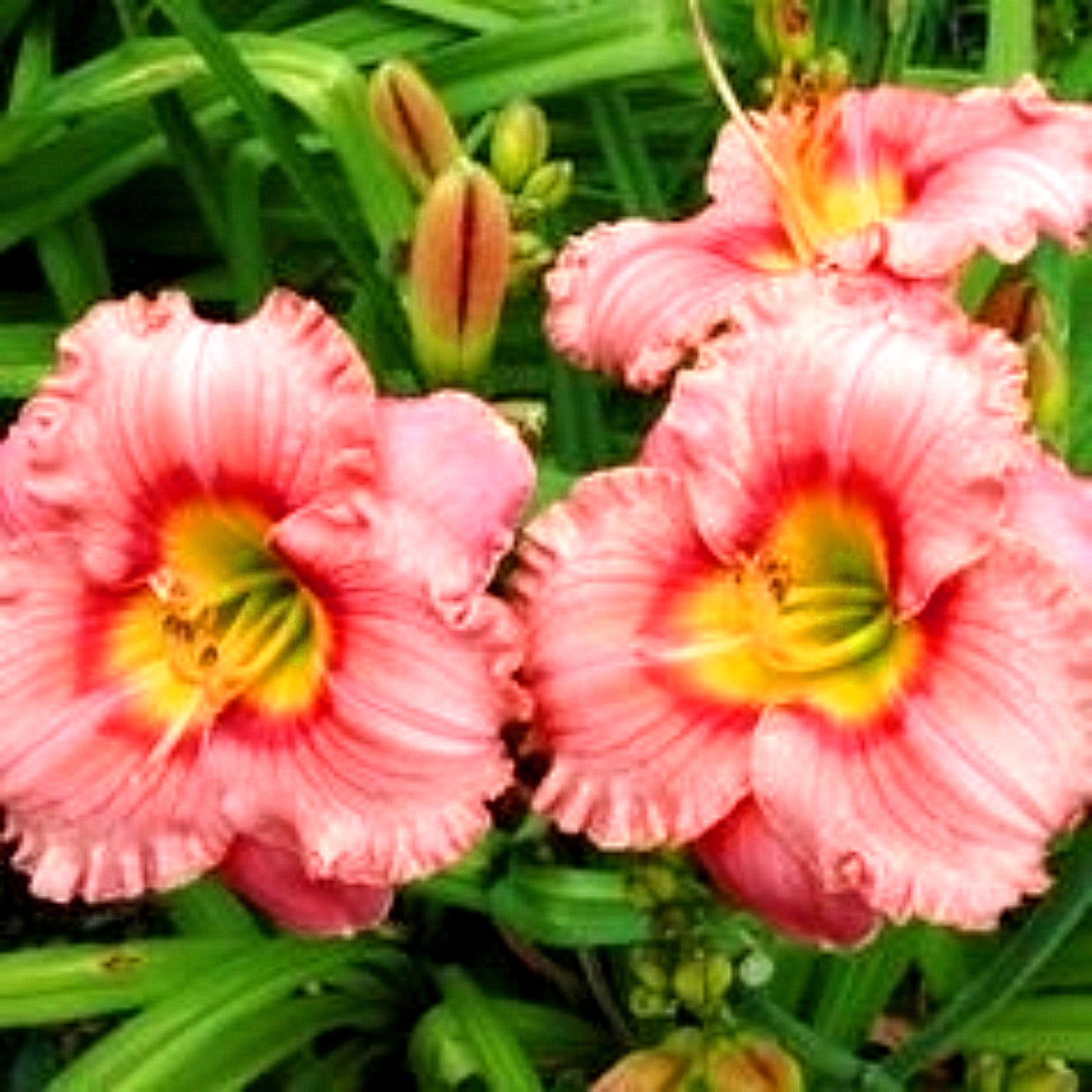 Perennial Daylily Bulbs (Hemerocallis) – Drought Tolerant Plants for ...