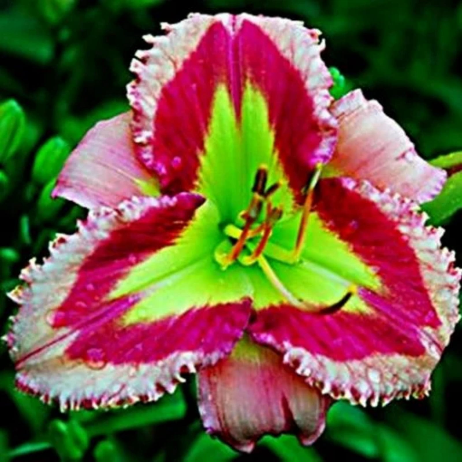 Perennial Daylily for Planting--Easy to Grow & Quick Sprouting Garden ...