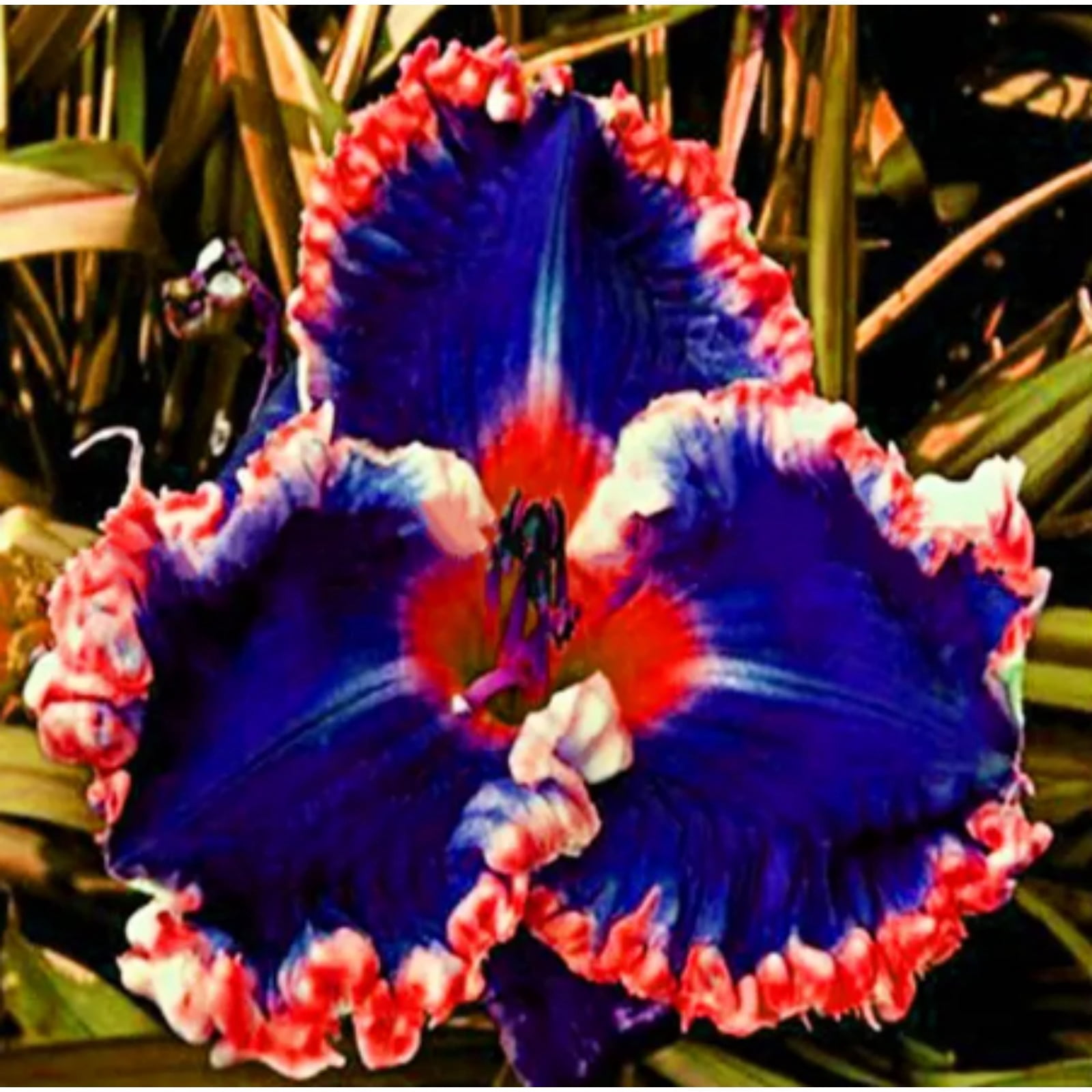 Perennial Daylily for Planting--Easy to Grow & Quick Sprouting Garden ...