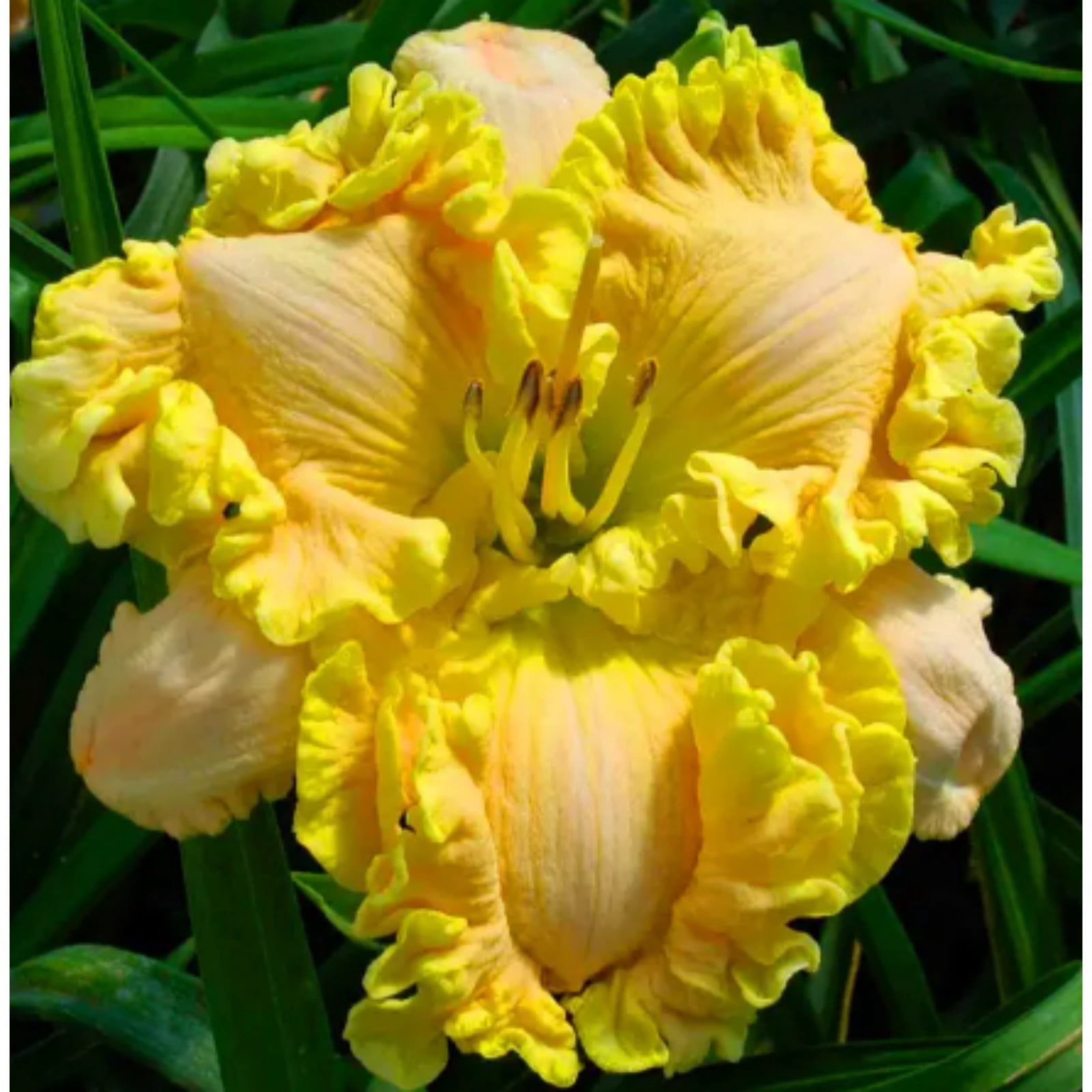 Perennial Daylily for Planting--Easy to Grow & Quick Sprouting Garden ...