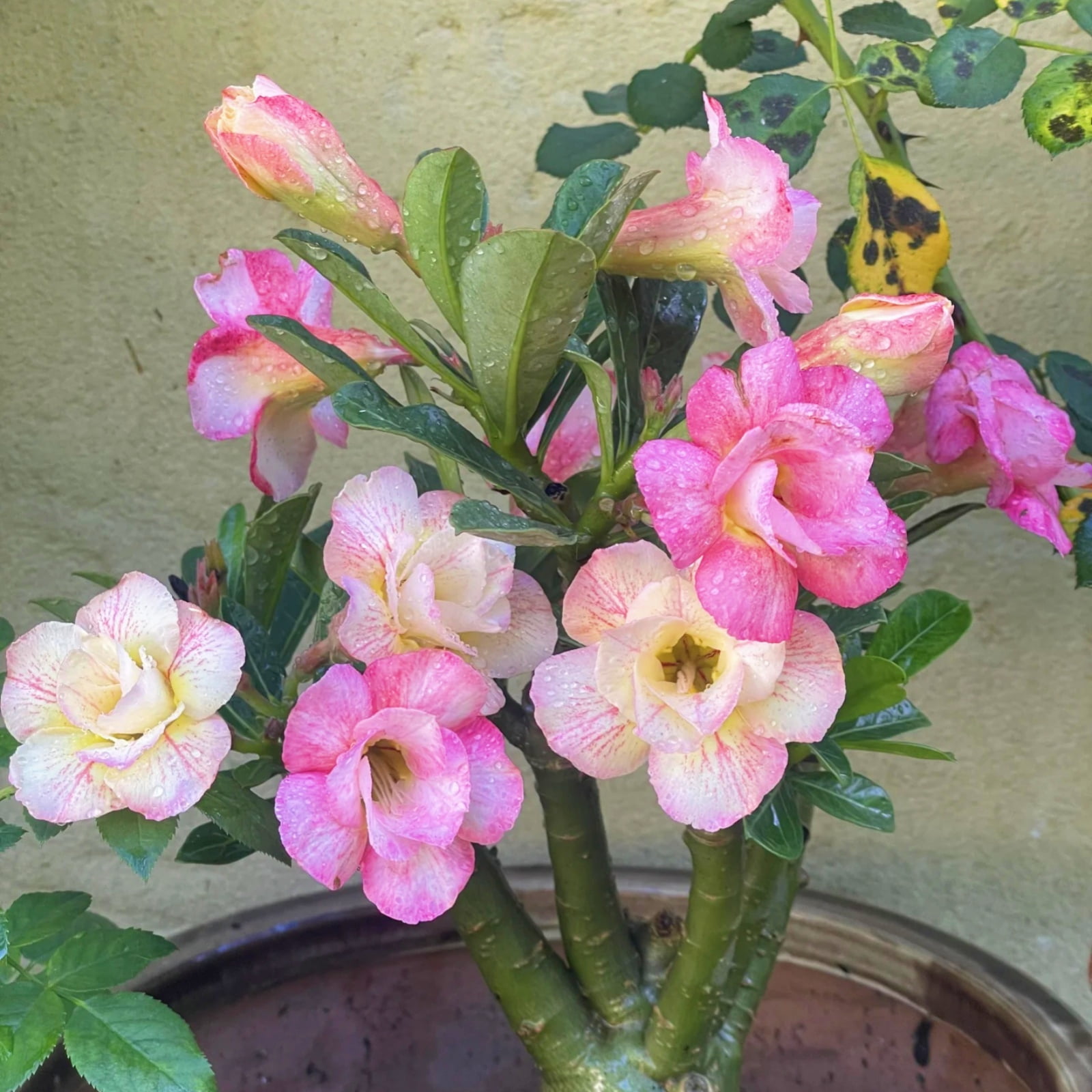 Perennial Desert Rose-Bulbs-for Planting-Garden Elegance Decoration ...