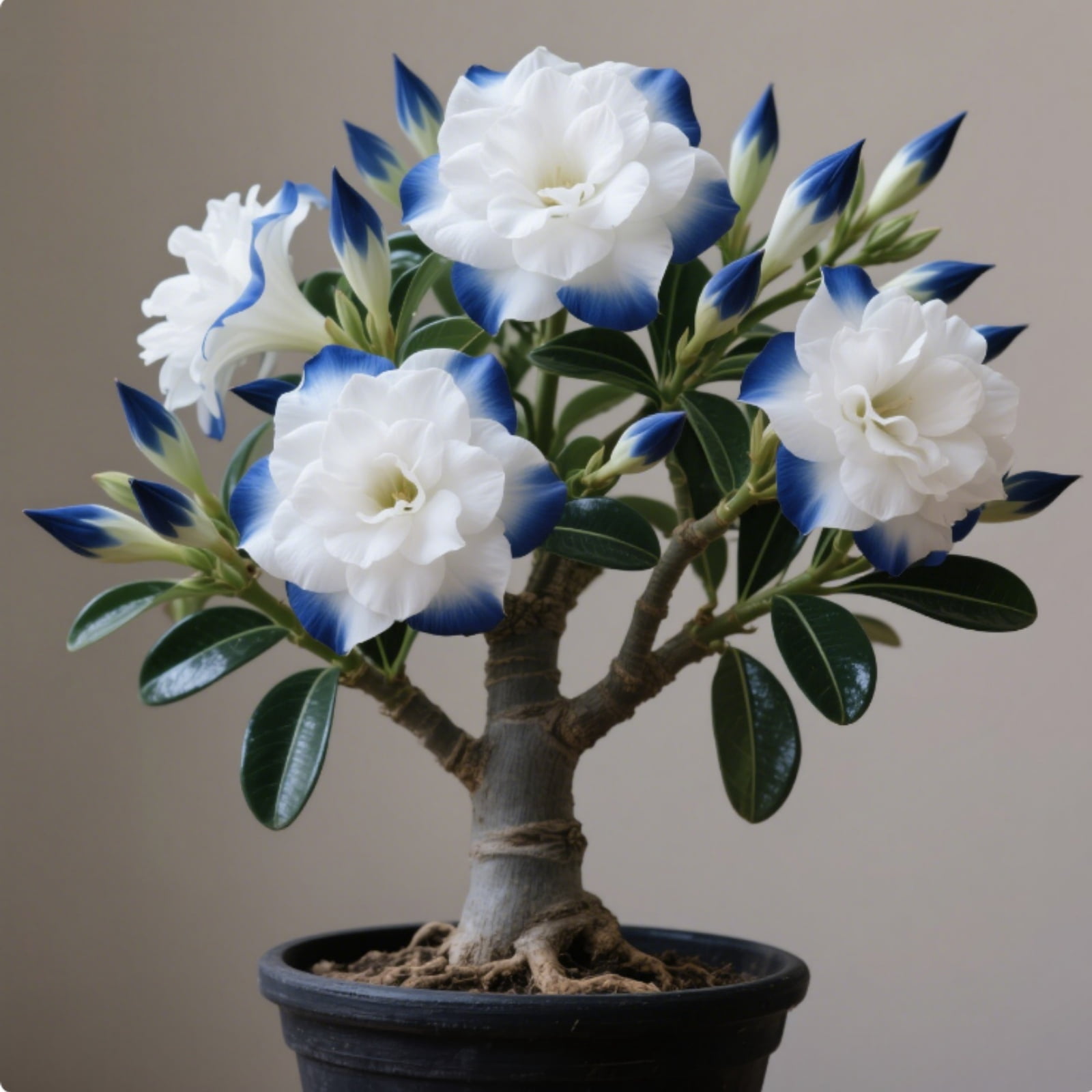 Perennial-Desert Rose-Home Garden Decoration-Adenium Obesum Bulbs ...