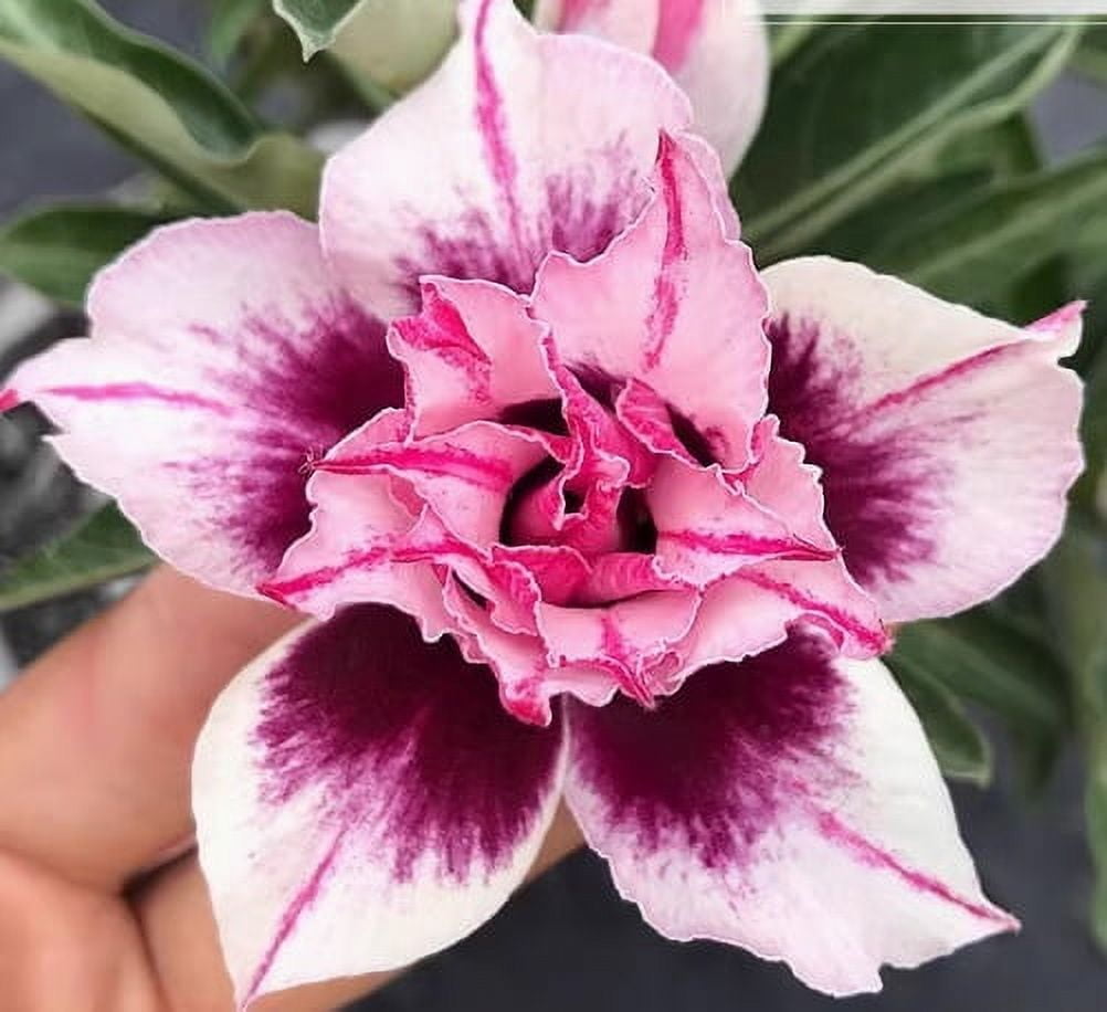 Perennial Desert Rose bulbs, Desert Rose tuber seeds, strong garden ...