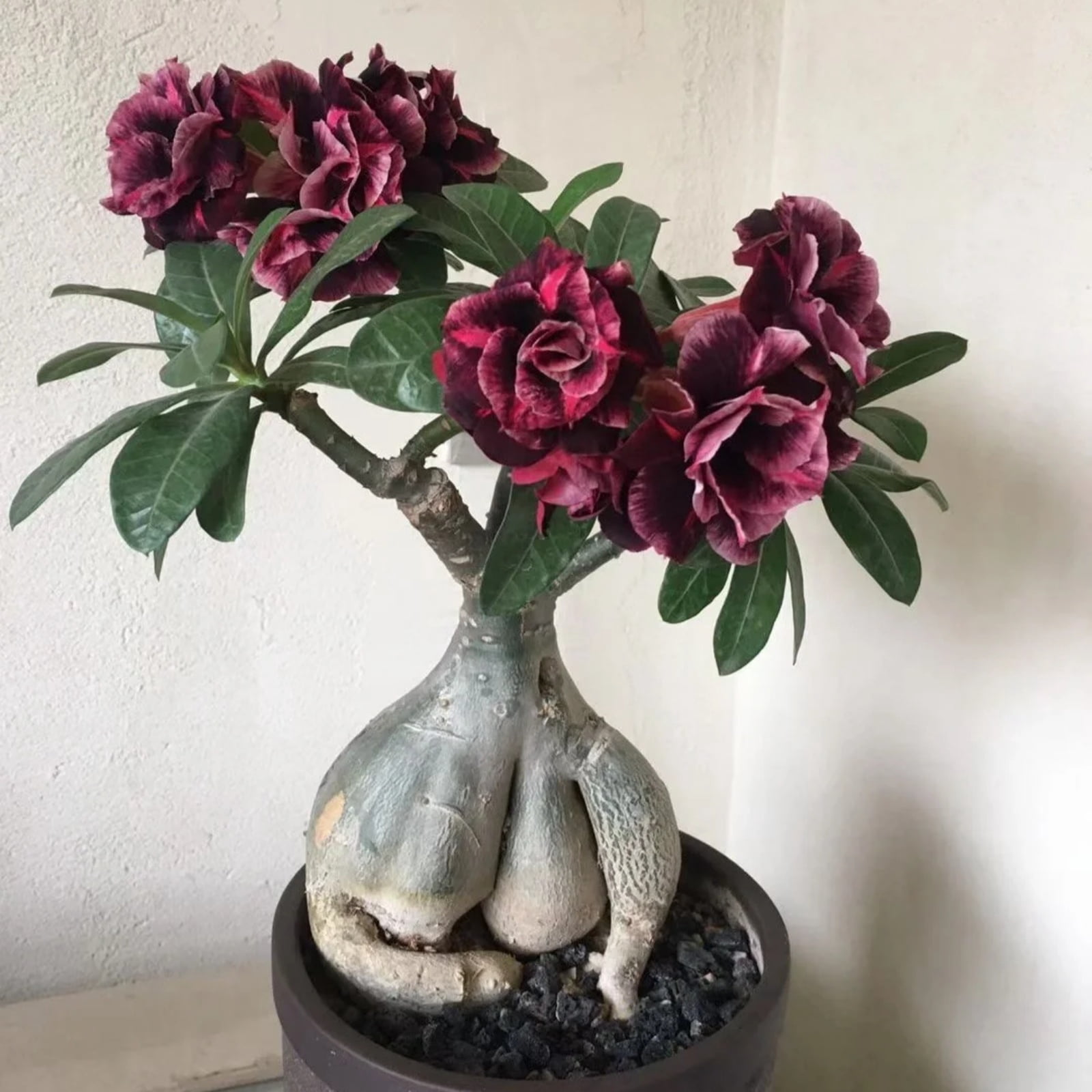 Perennial Desert Rose bulbs, Desert Rose tuber seeds, strong garden ...