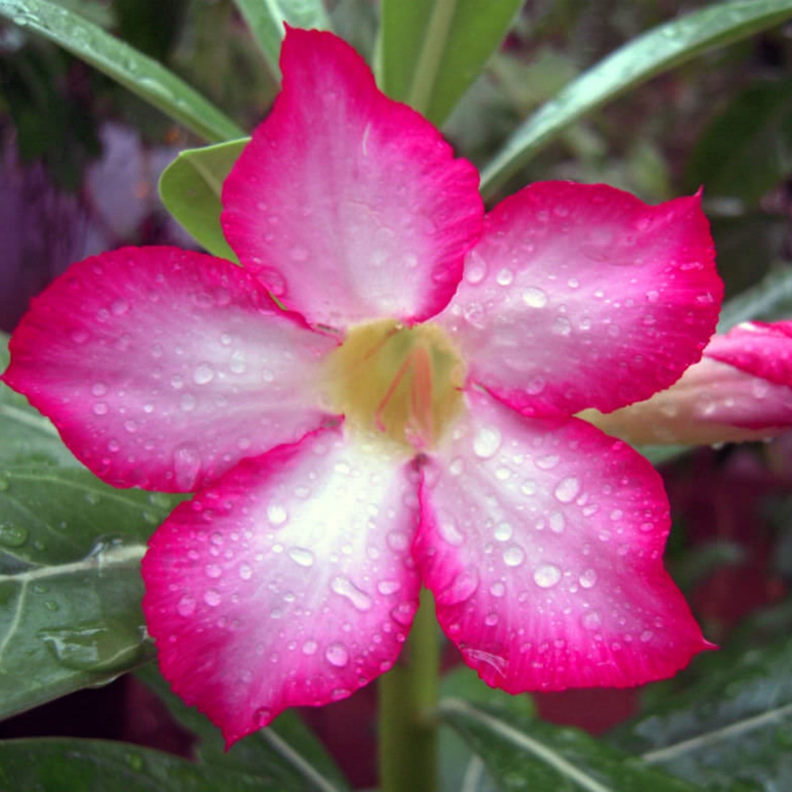 Perennial Desert Rose bulbs, beautiful ornamental plants, add color to ...
