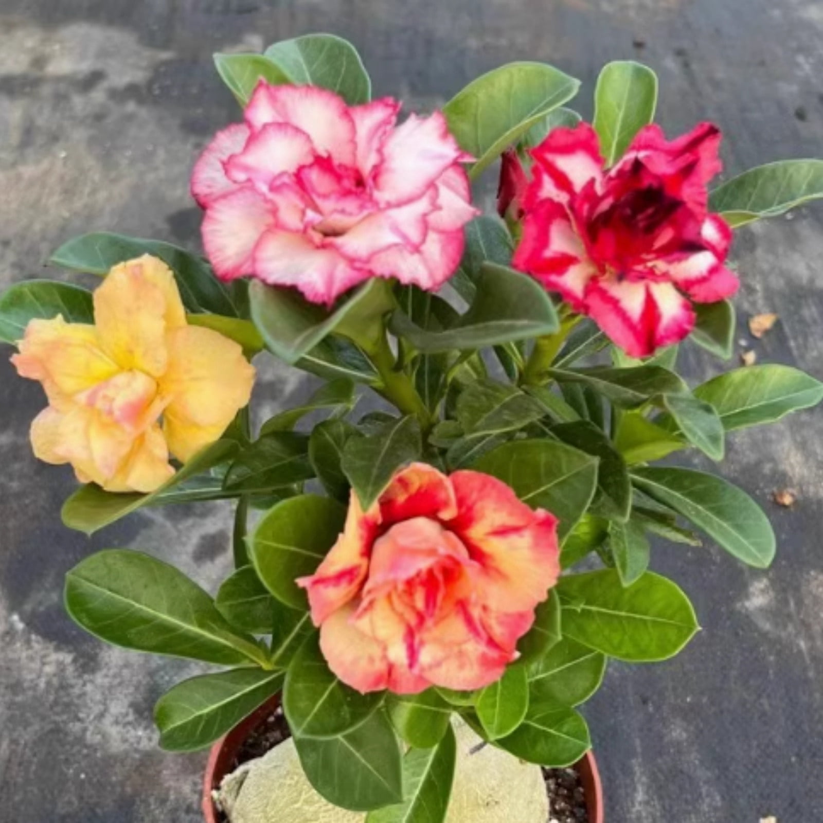 Perennial Desert Rose bulbs, beautiful ornamental plants, add color to ...