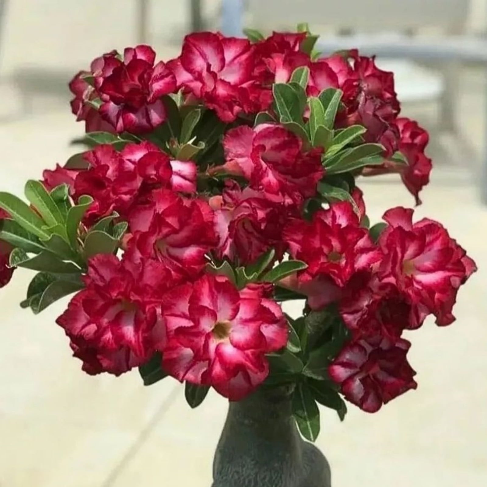 Perennial Desert Rose bulbs, beautiful ornamental plants, add color to ...