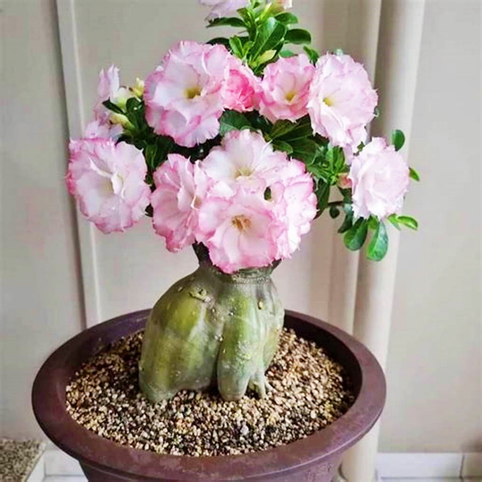 Perennial Desert Rose tubers, beautiful potted plants, basically no watering, easy to maintain ...