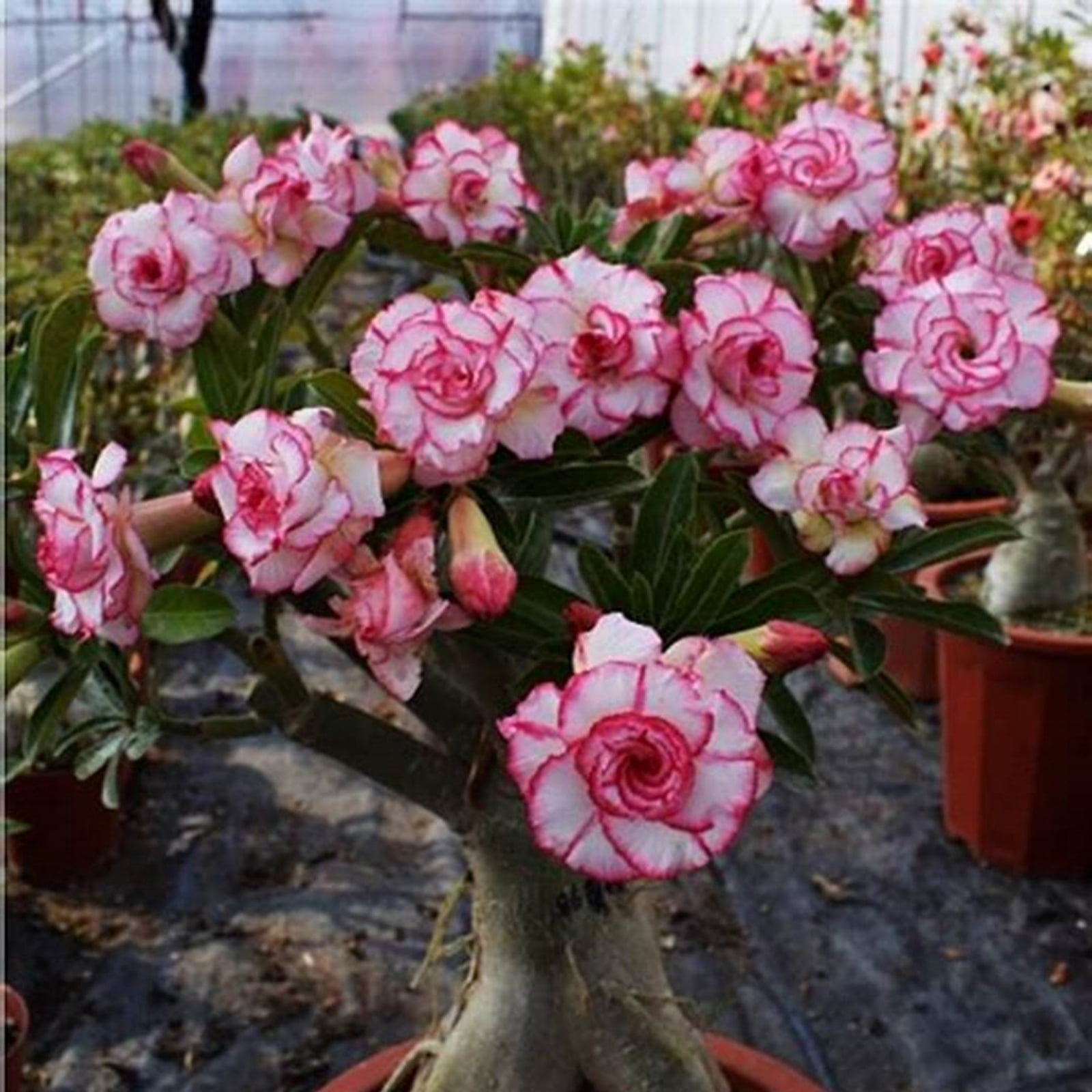 Perennial Desert Rose tubers, beautiful potted plants, basically no ...
