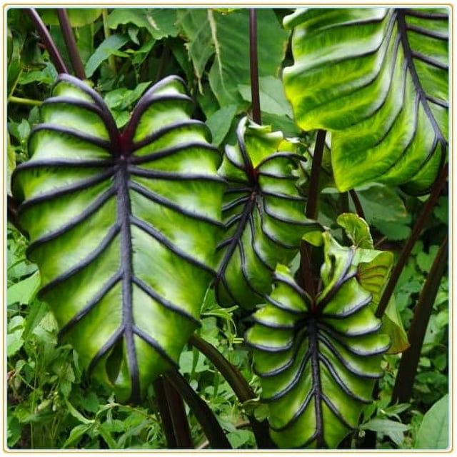Perennial Elephant Ear, Garden (Elephant Ear) Long Lasting, Rich Colors ...