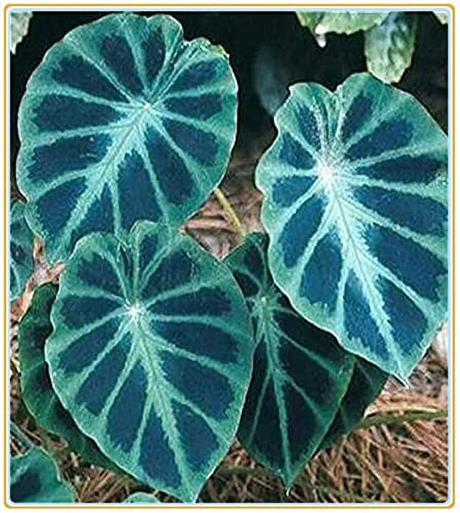 Perennial Elephant Ear, Garden (Elephant Ear) Long Lasting, Rich Colors ...