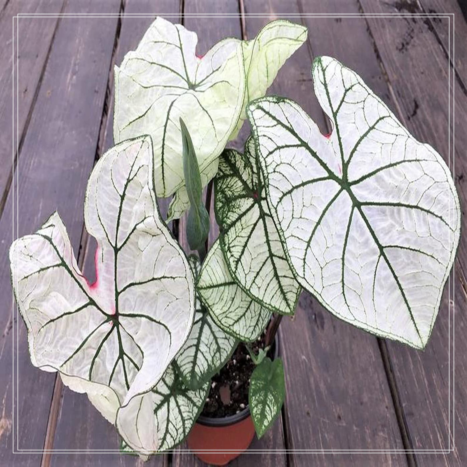 Perennial Elephant Ear, Garden (Elephant Ear) Long Lasting, Rich Colors ...