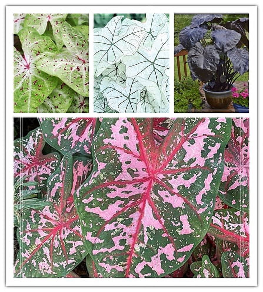 Perennial Elephant Ear, Garden (Elephant Ear) Long Lasting, Rich Colors ...