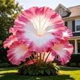Perennial Elephant Ear for Planting-Premium Garden Stake-Bold Tropical ...