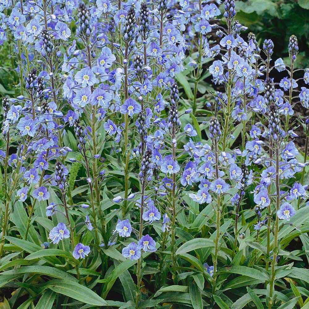 Outsidepride 500 Count Gentian Speedwell Veronica Blue Flower Seeds ...
