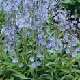 Outsidepride 500 Count Gentian Speedwell Veronica Blue Flower Seeds ...