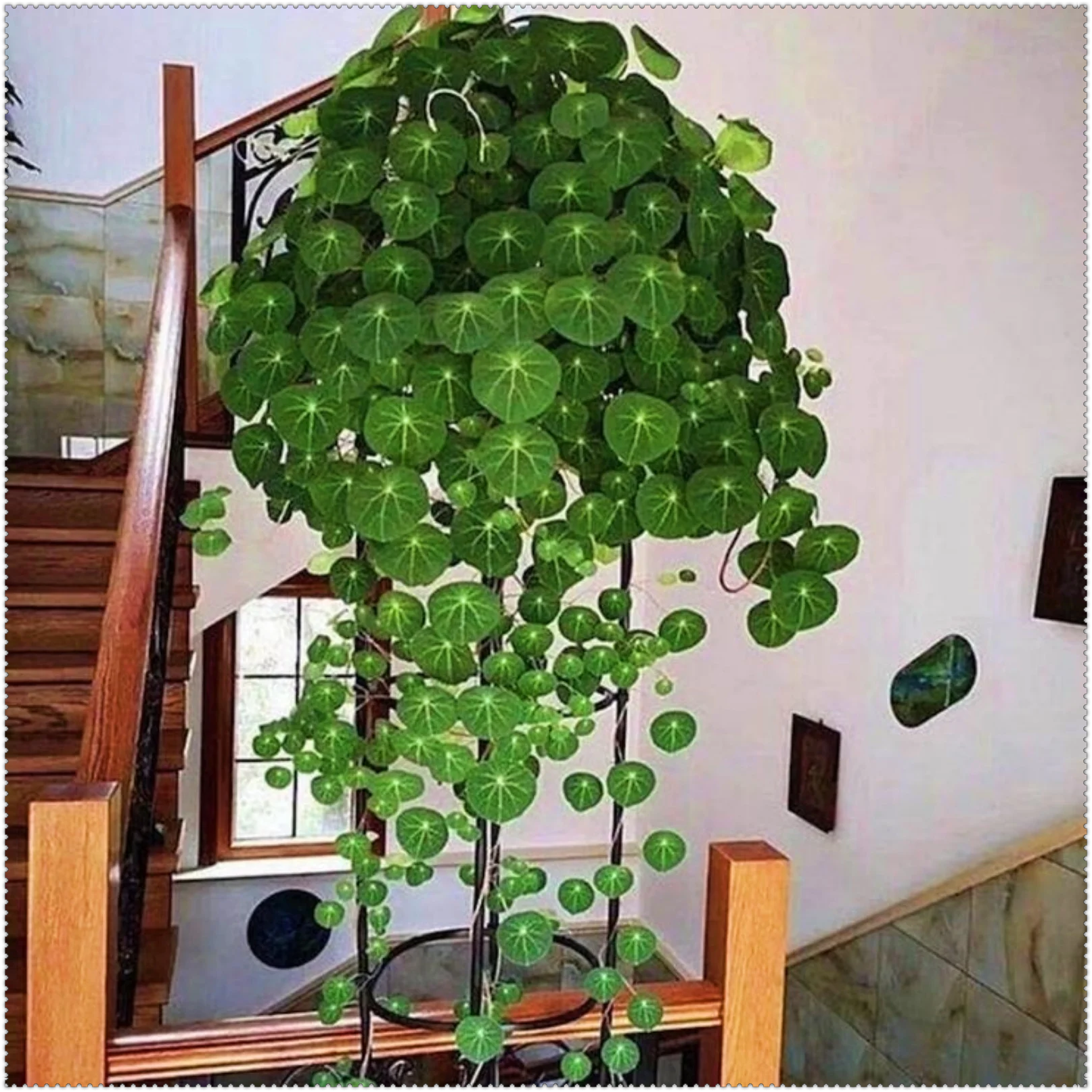 Perennial Greenery - Stephania Erecta Plant Climbing - Easy Grow / Low ...