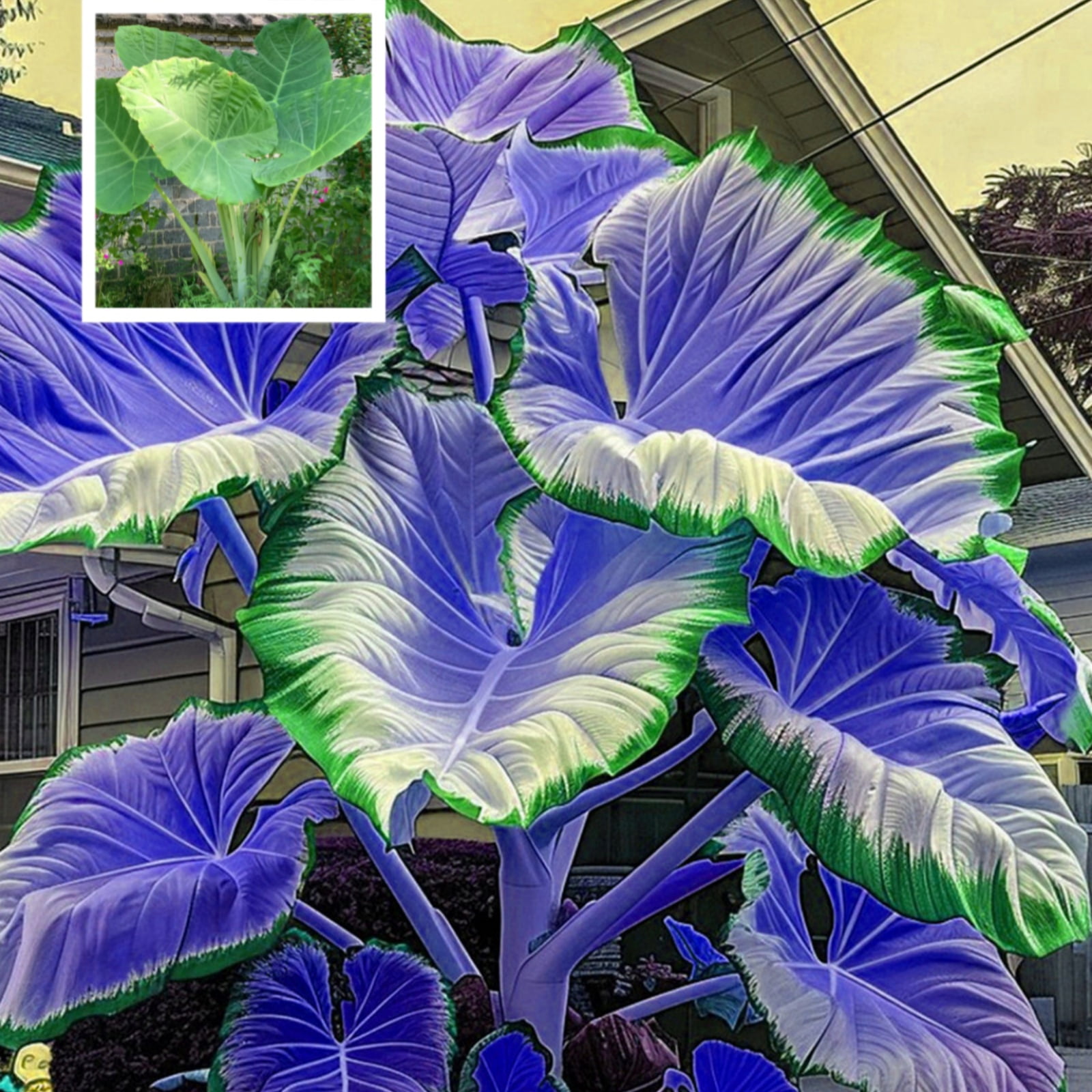 Perennial Ground cover plants Elephant Ear Tuber-Planting Beautify ...