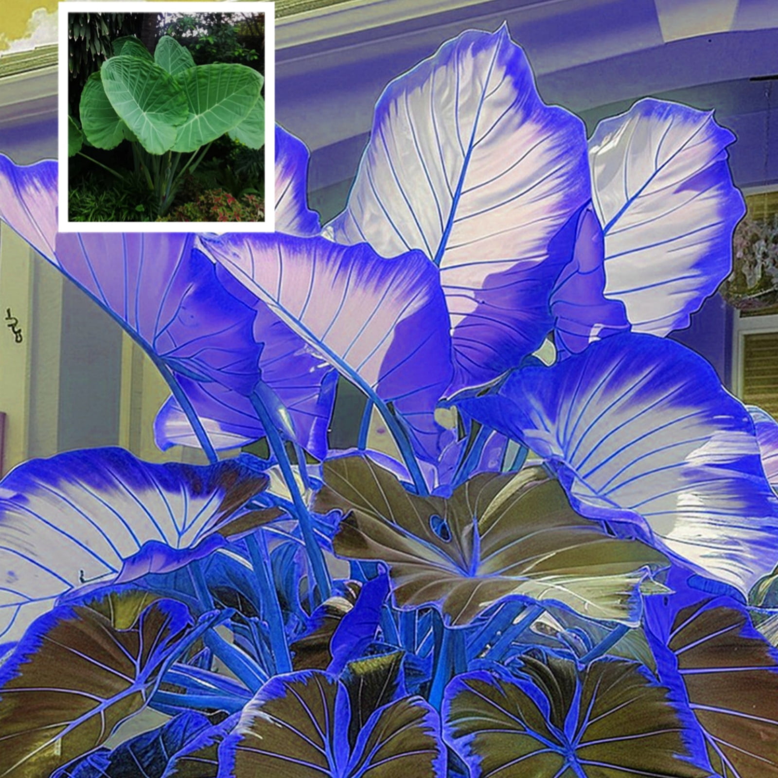 Perennial Ground cover plants Elephant Ear Tuber-Planting Courtyard ...