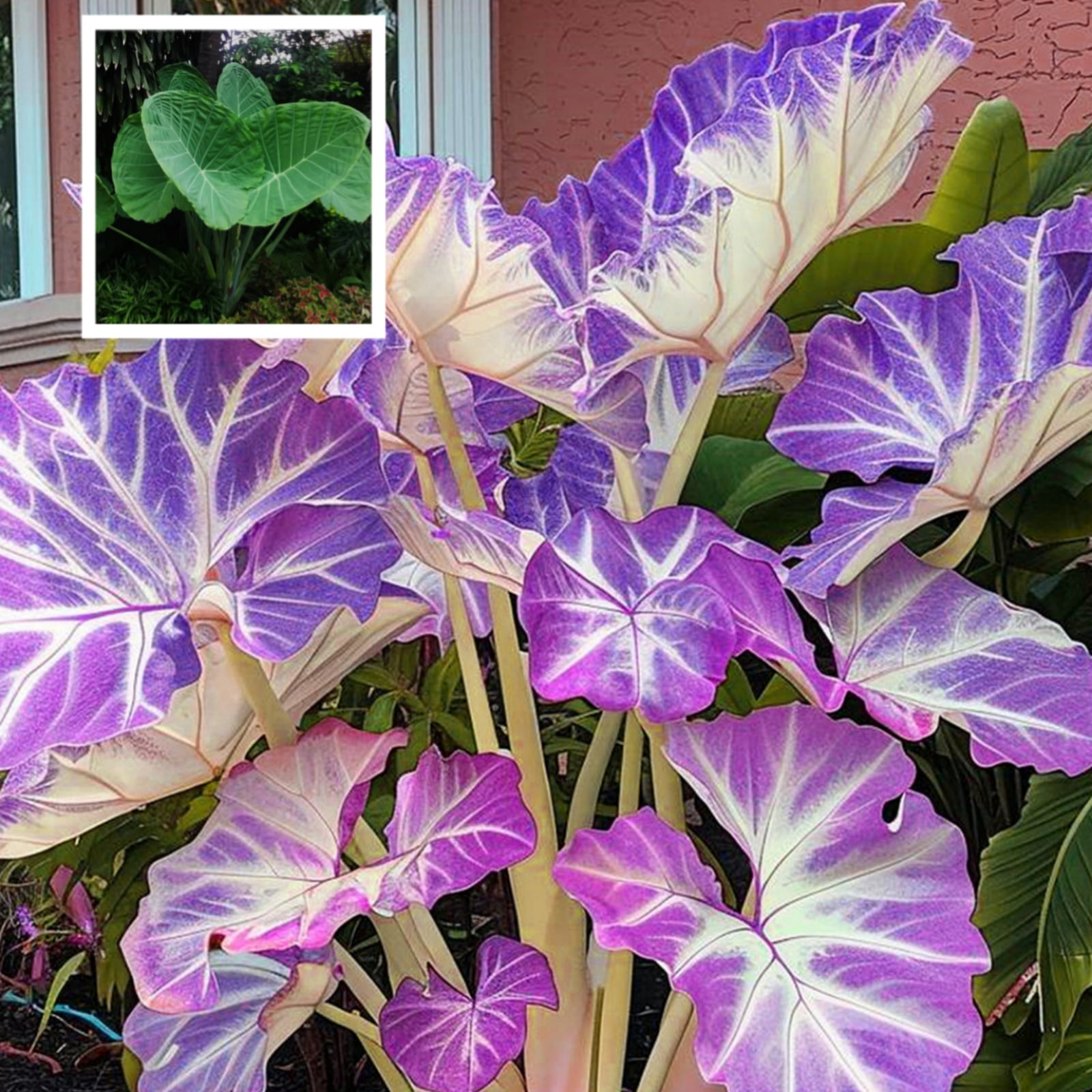 Perennial Ground cover plants Elephant Ear Tuber-Planting Courtyard ...