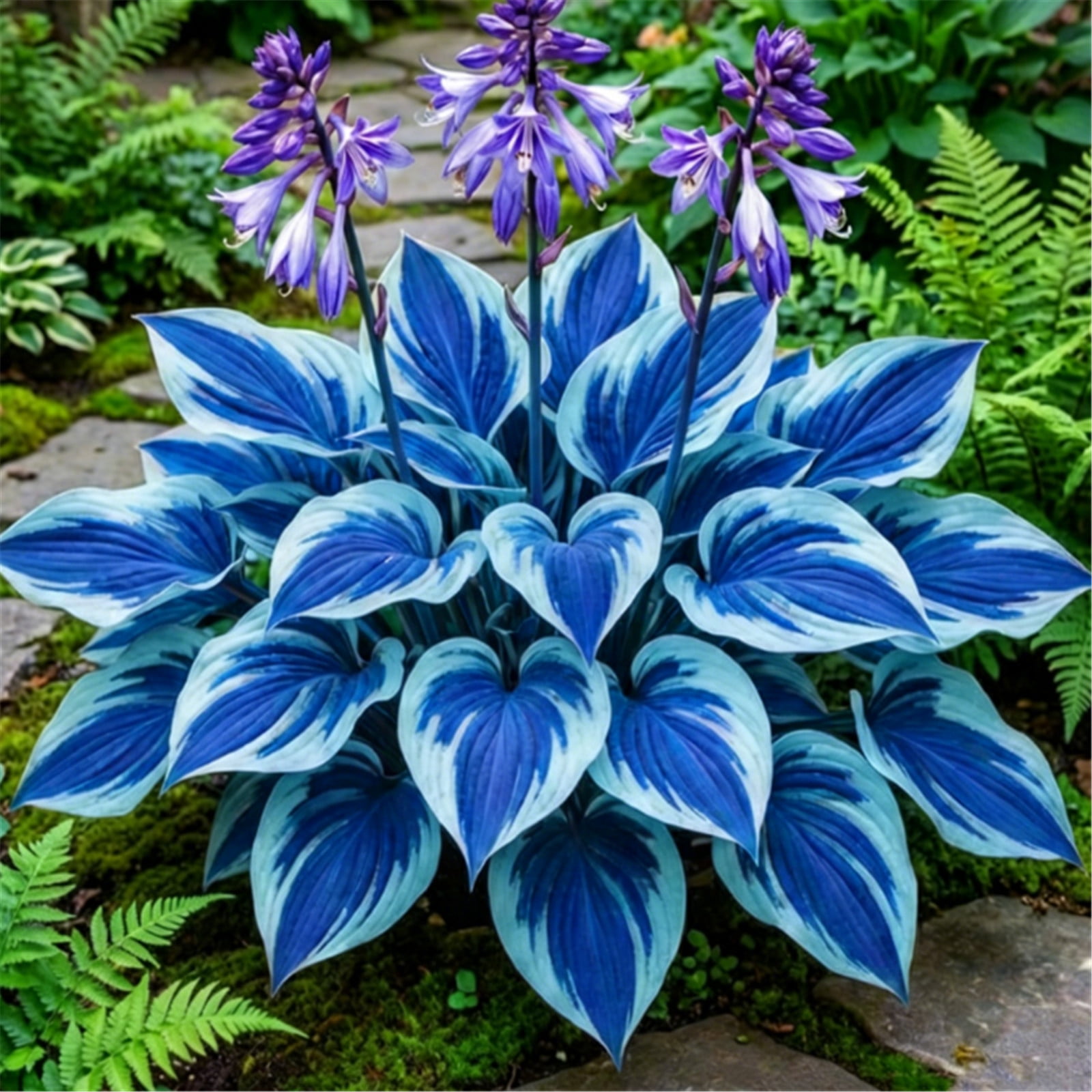 Perennial-Hosta-Bulbs For Early Spring Planting - Premium Garden Stakes ...