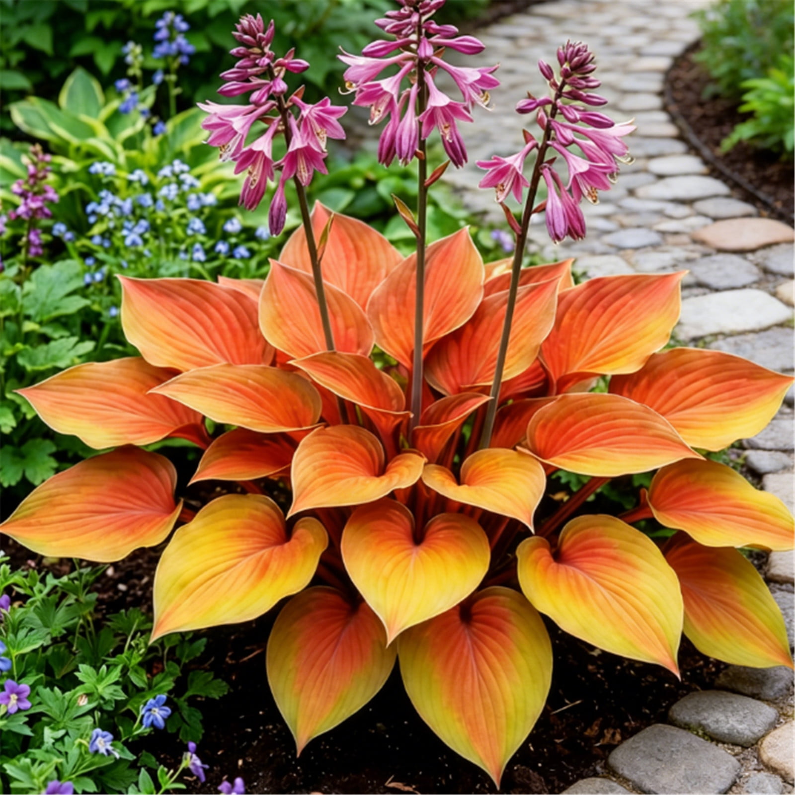 Perennial-Hosta-Bulbs For Early Spring Planting - Premium Garden Stakes ...