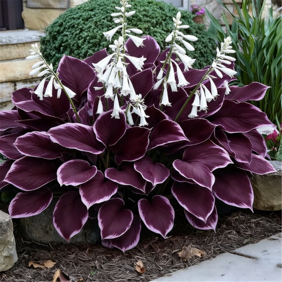 Perennial-Hosta-Bulbs For Fill Garden corner - Premium Garden Stakes ...