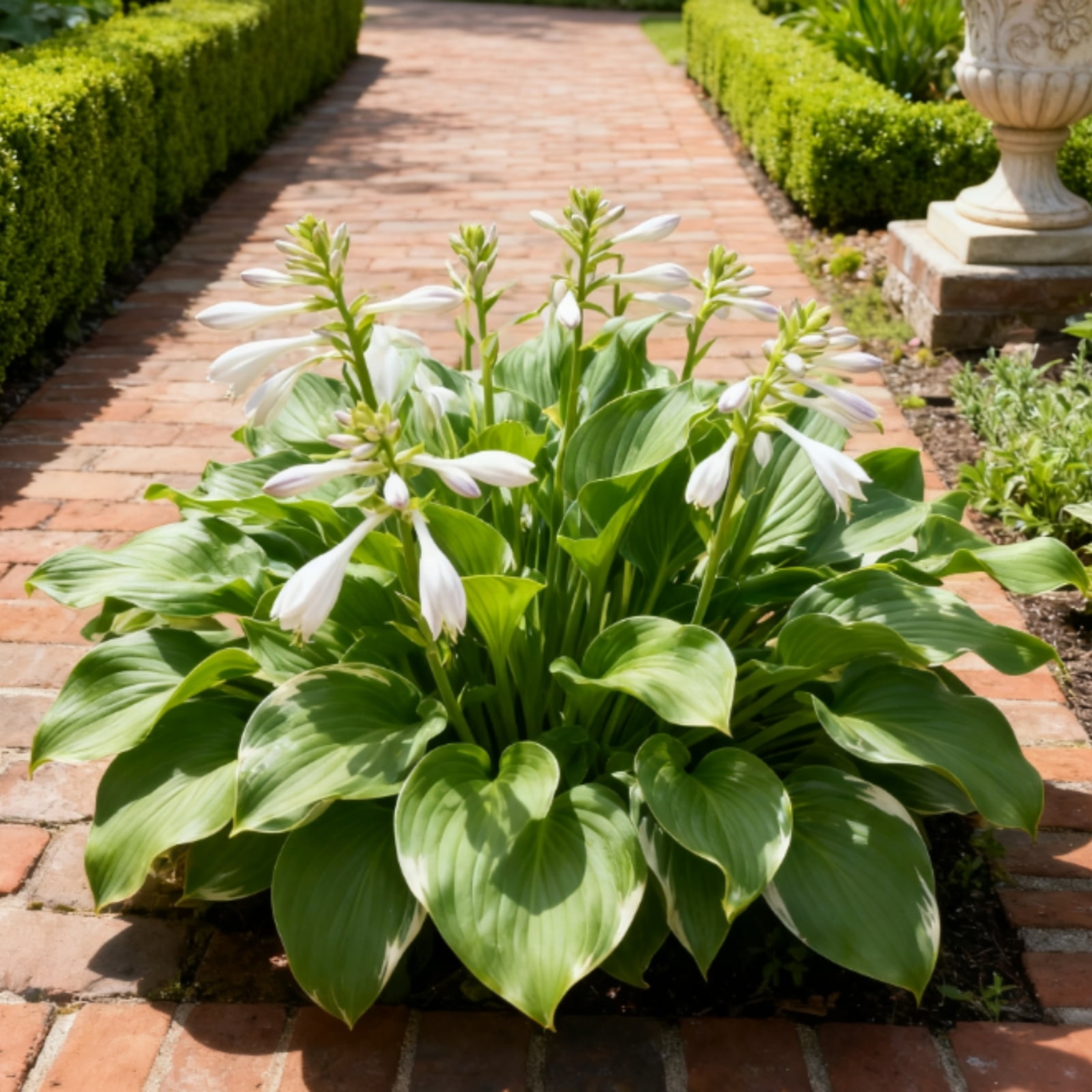 Perennial-Hosta-Bulbs For Planting- Garden Elegance Decoration ...