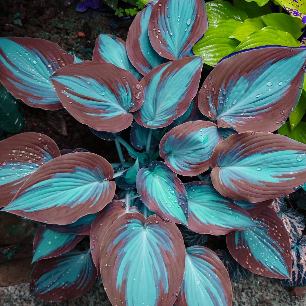 Perennial (Hosta)/Low Maintenance Garden Decoration /Rich in Color ...